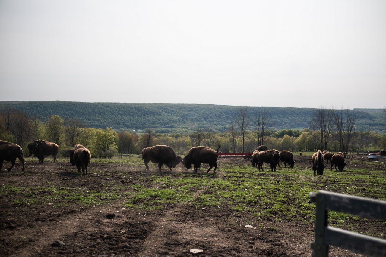 How one local farm is changing bison production in NY