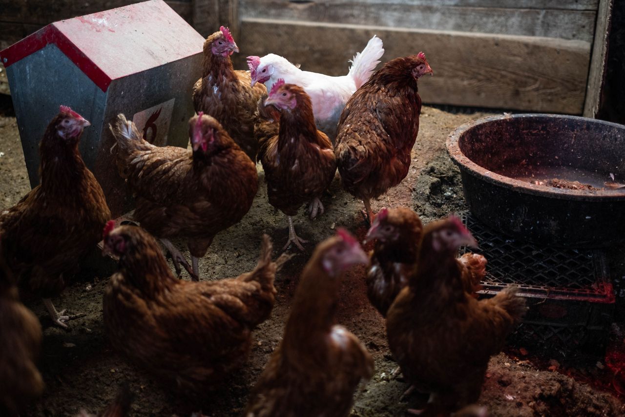 A family farm is trying to diversify New York’s ag industry