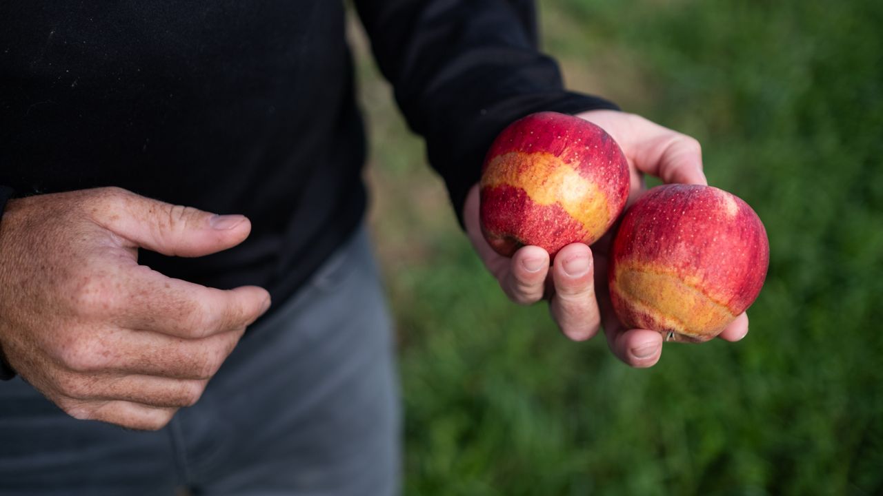 20 orchards to go apple picking around New York state