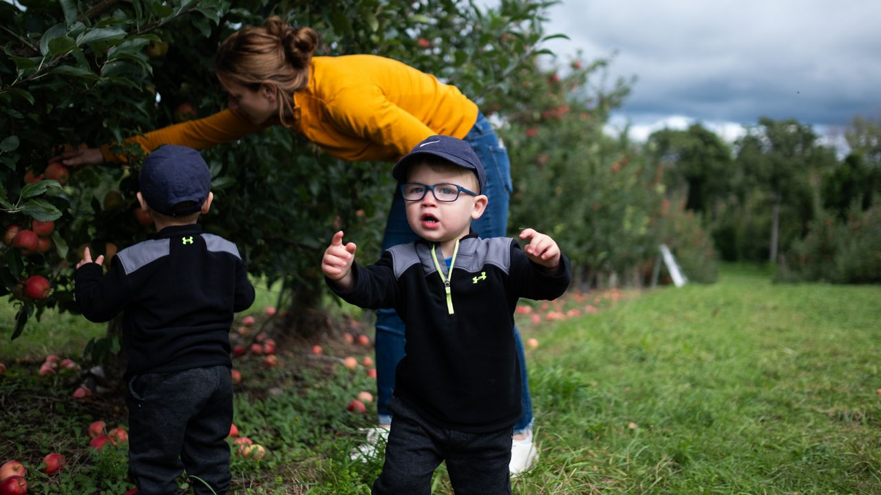 20 orchards to go apple picking around New York state