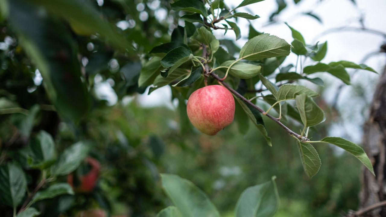 20 orchards to go apple picking around New York state