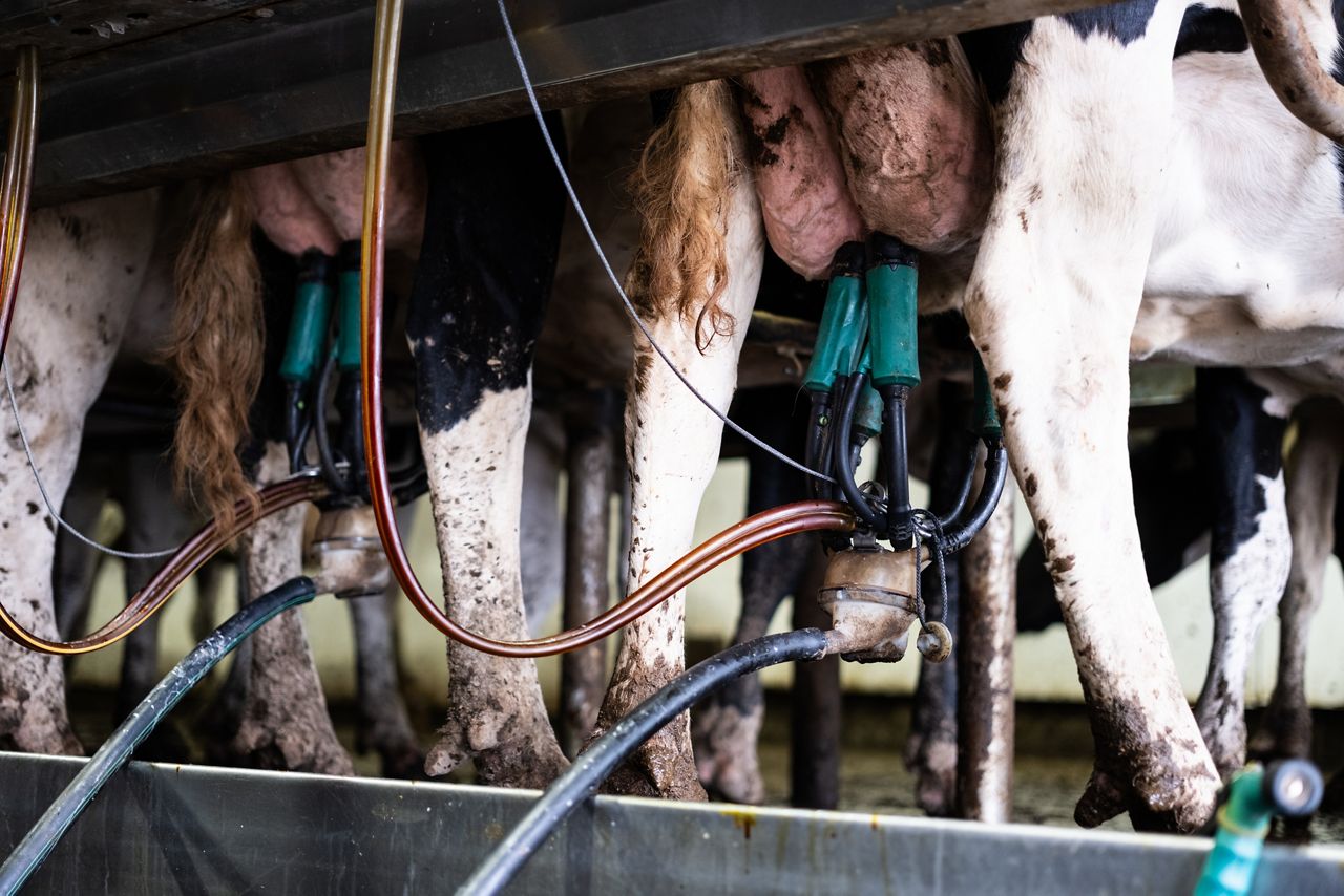 A dairy cow’s meal: Feed, onions and 15 chocolate bars