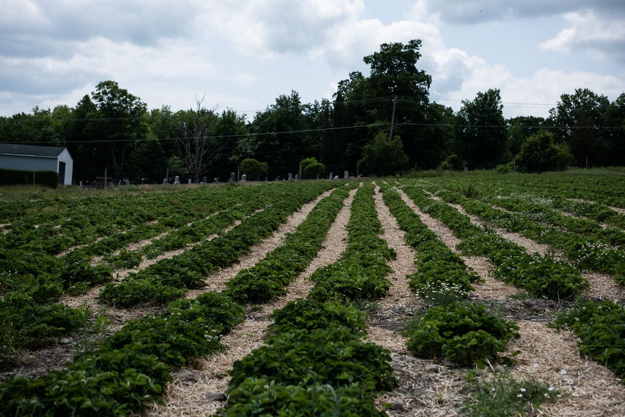 Strawberry farmers faces challenges from drought and costs