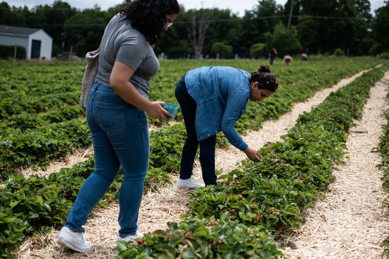 Strawberry farmers faces challenges from drought and costs