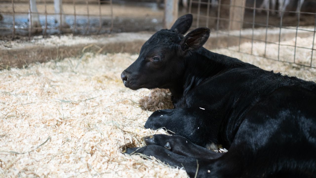 Crossing of beef on dairy cows popular for dairy farmers