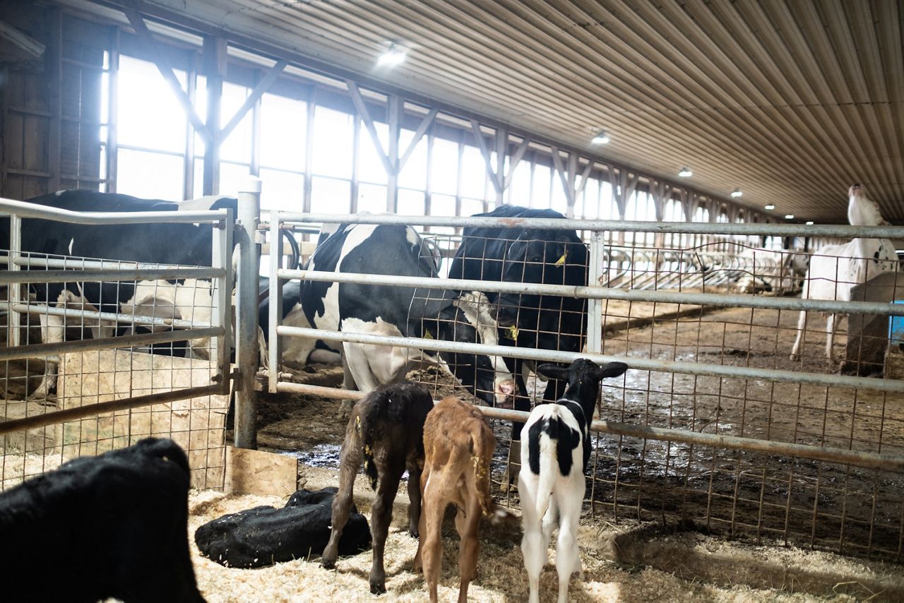 Crossing of beef on dairy cows popular for dairy farmers
