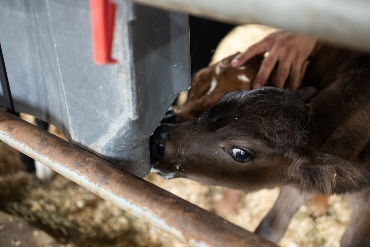 Crossing of beef on dairy cows popular for dairy farmers