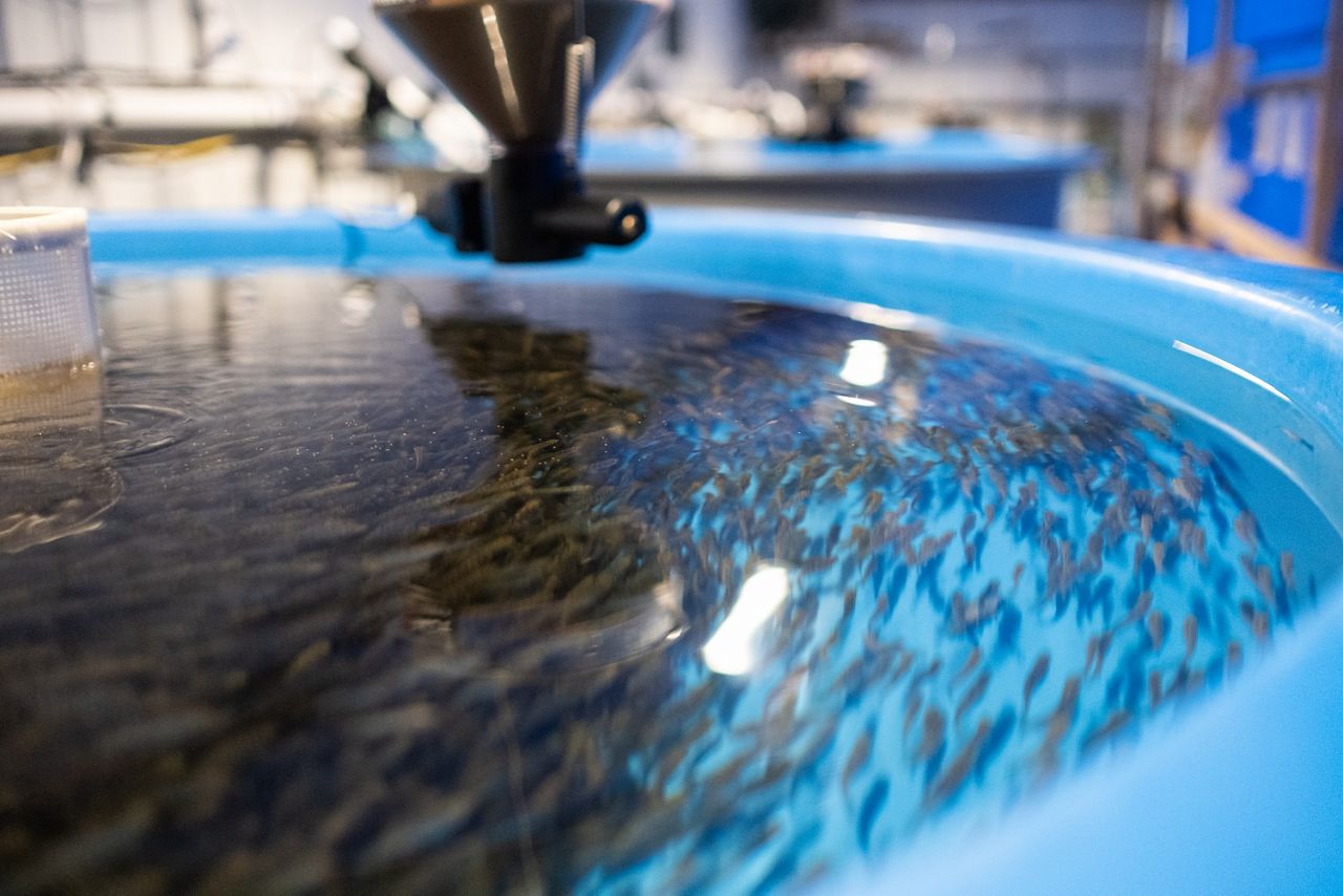 How one salmon farm works to cut down on fish imports