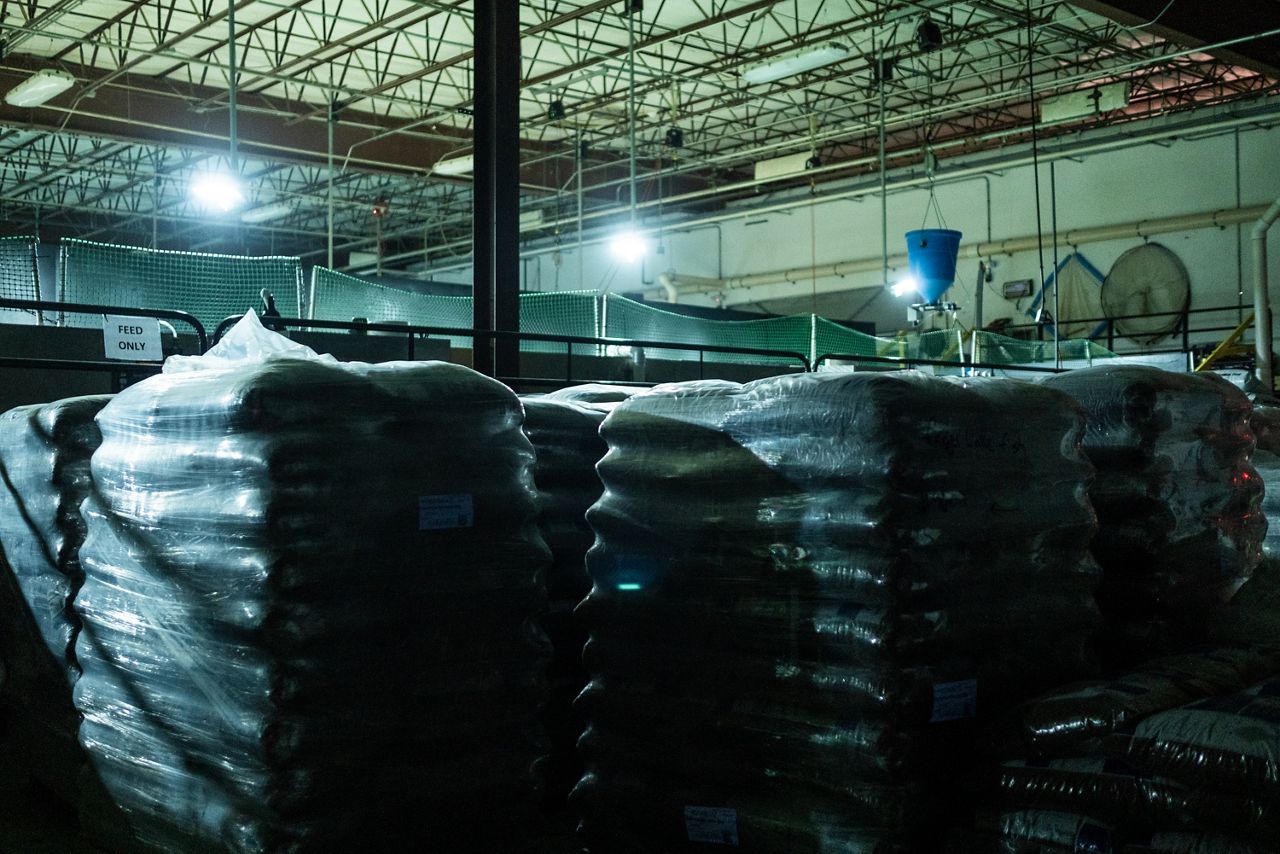 How one salmon farm works to cut down on fish imports