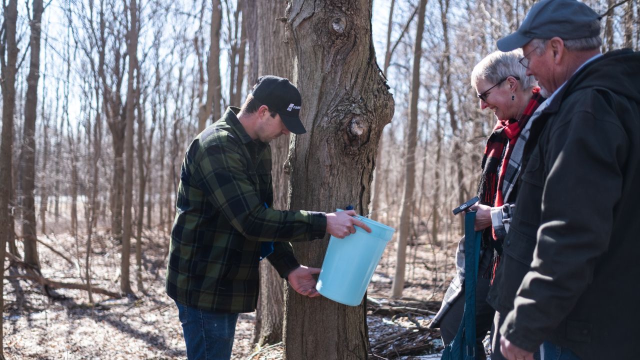 Weather's impact on maple syrup production