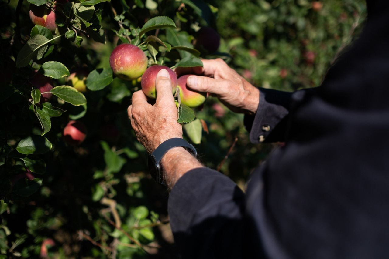 26 places to pick: Apple orchards preparing for harvest