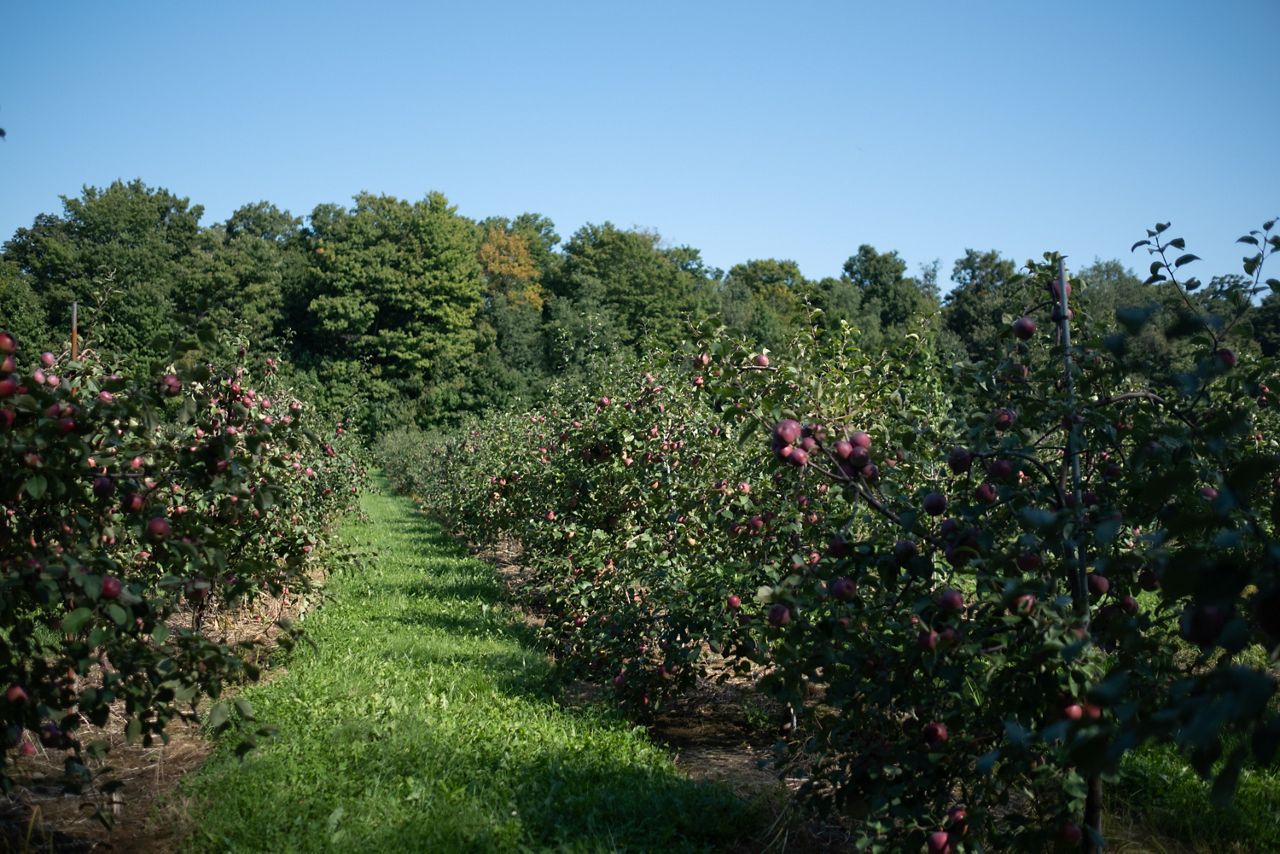 26 places to pick: Apple orchards preparing for harvest