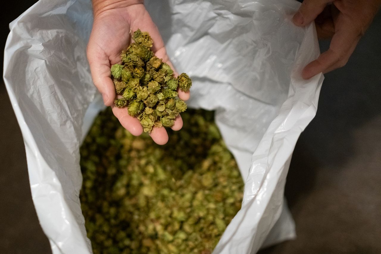 How New York hops are prepared for the brewing process