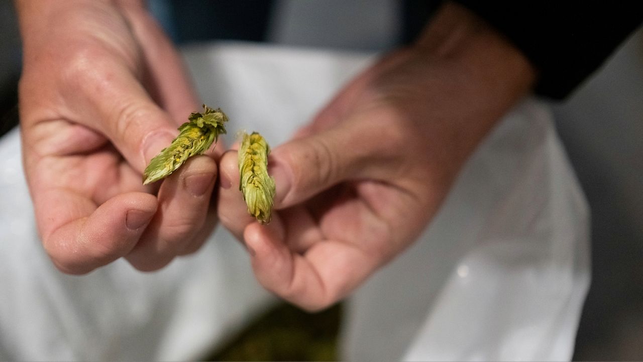 New York hops: What led to the industry's decline