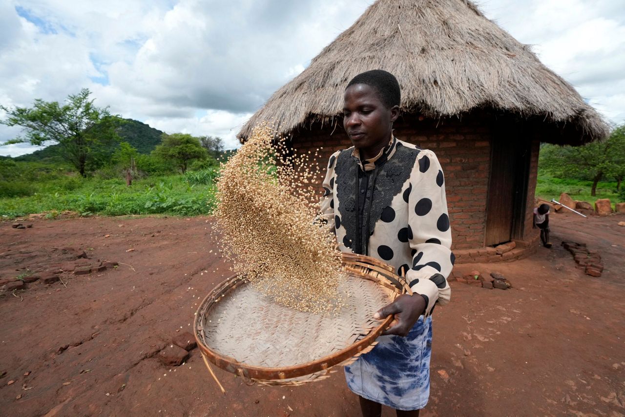 UN eyes revival of millets as global grain uncertainty grows
