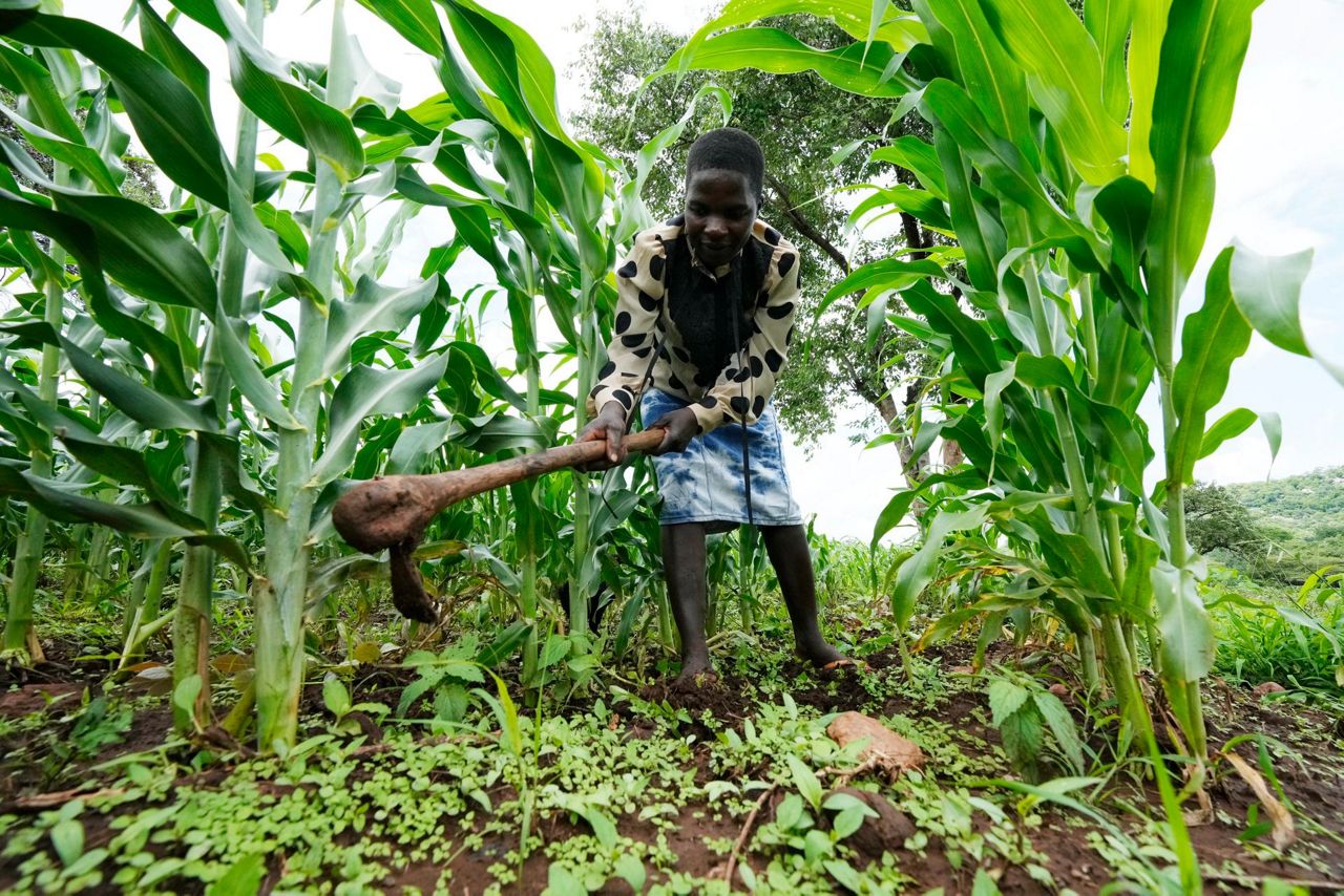 UN eyes revival of millets as global grain uncertainty grows