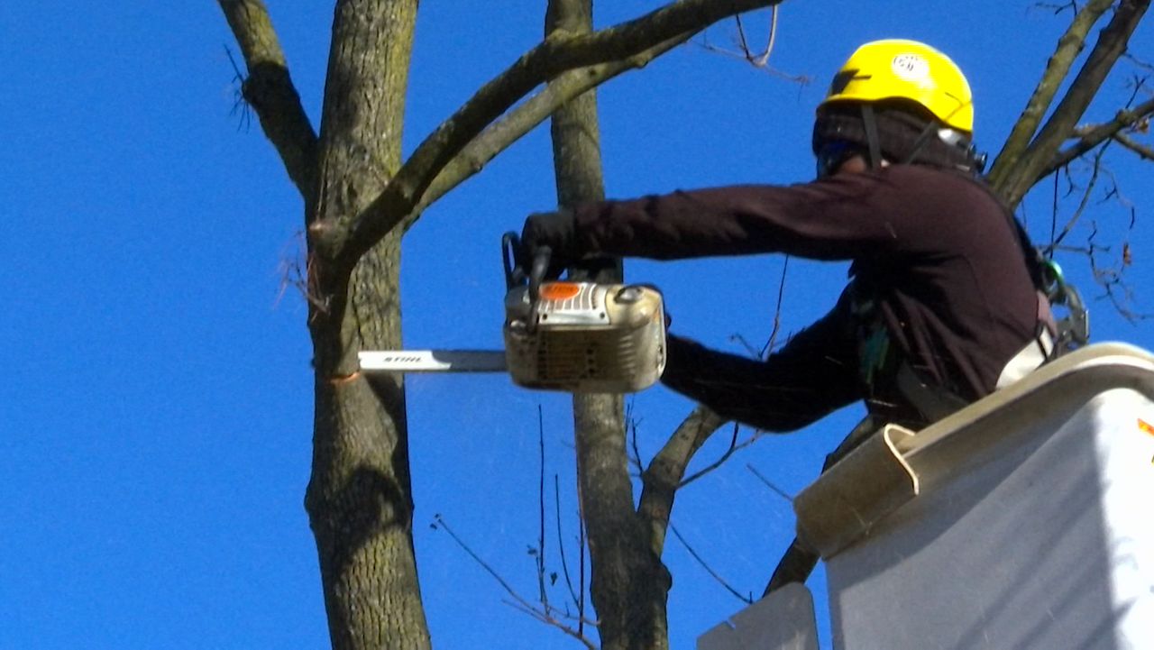 Milwaukee expanding Urban Forestry Apprenticeship Program