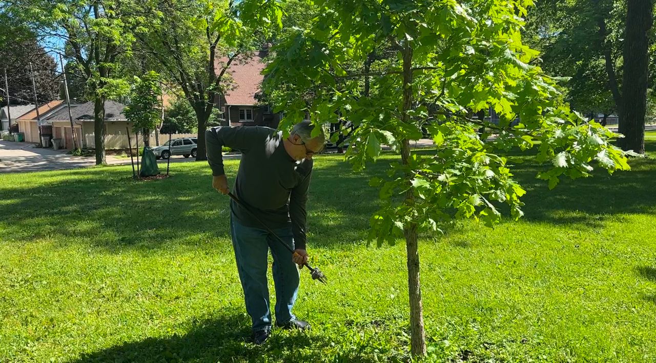 Humboldt Park replaces lost trees