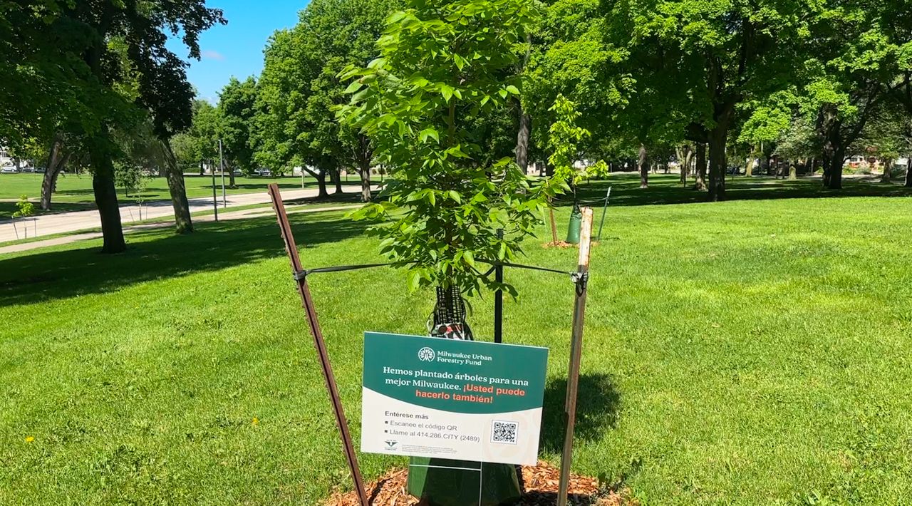 Humboldt Park replaces lost trees