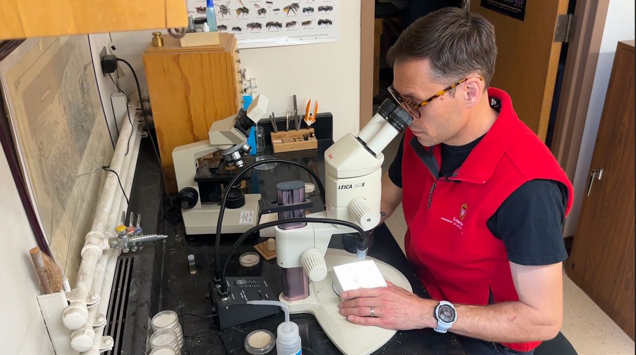 UW professor prepares for periodical cicada emergence