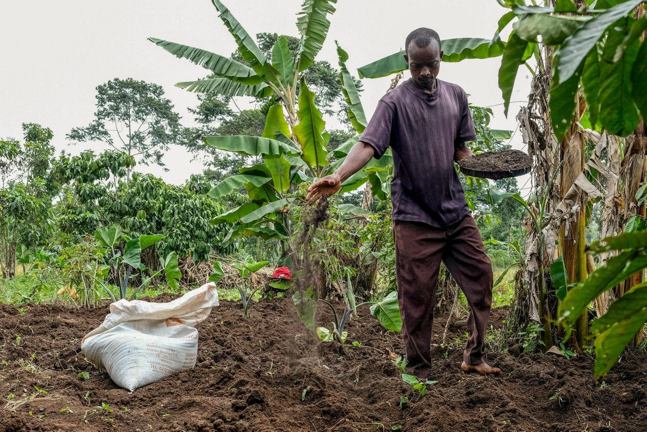 Maggots key to crisis-time fertilizer for Ugandan farmers