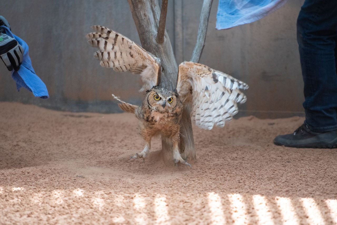 Owl found stuck in a concrete mixer is on the mend and flying free