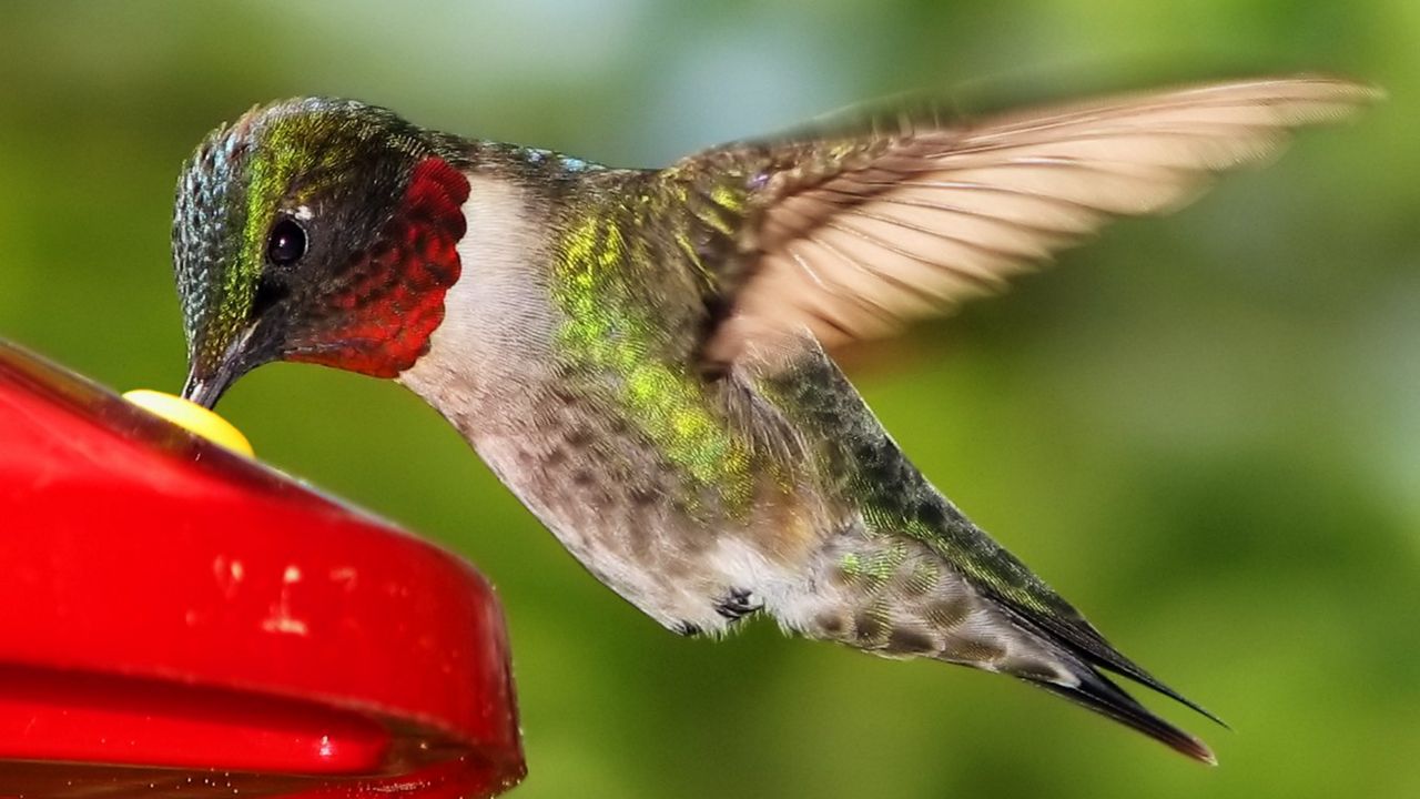 Spring hummingbird migration 2021