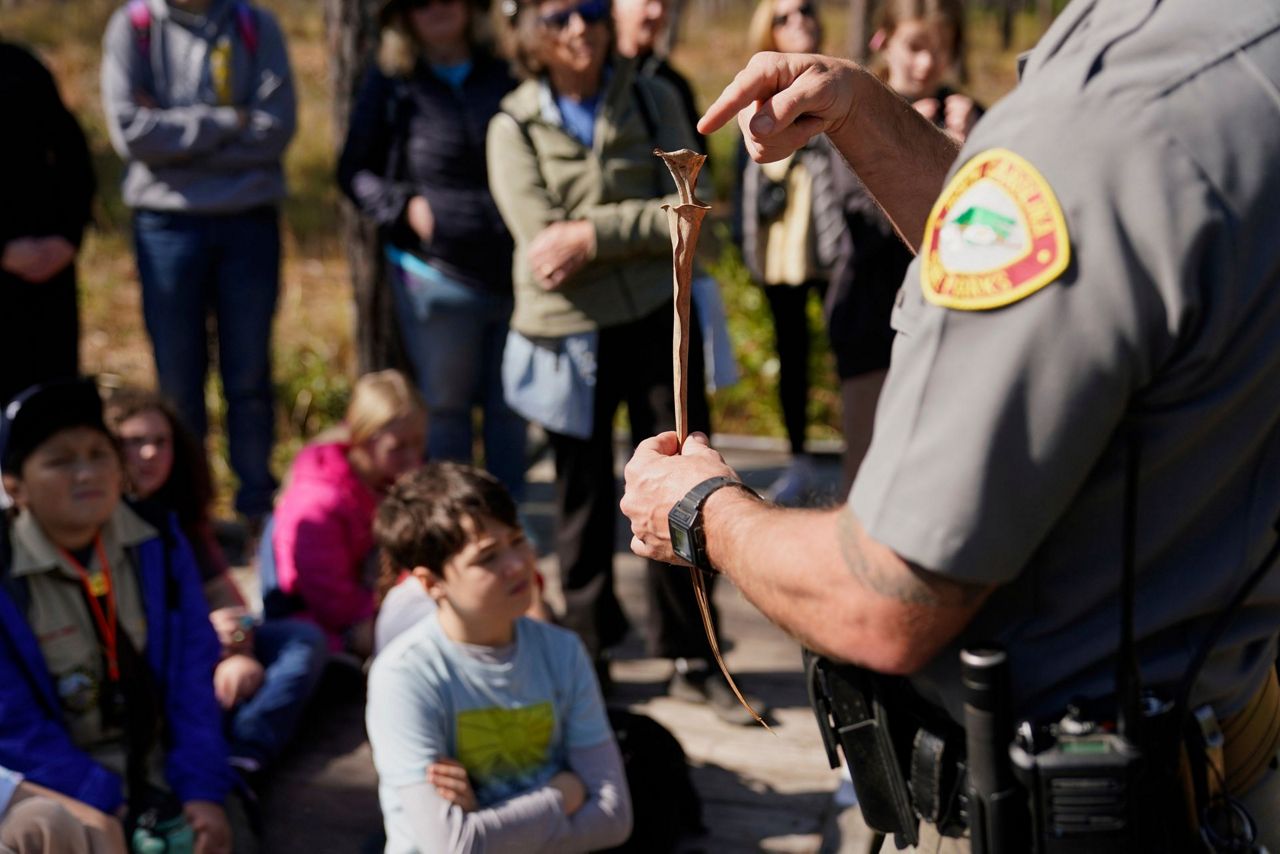 Insect-eating Venus flytraps thrive in the Carolinas as hikers peek ...