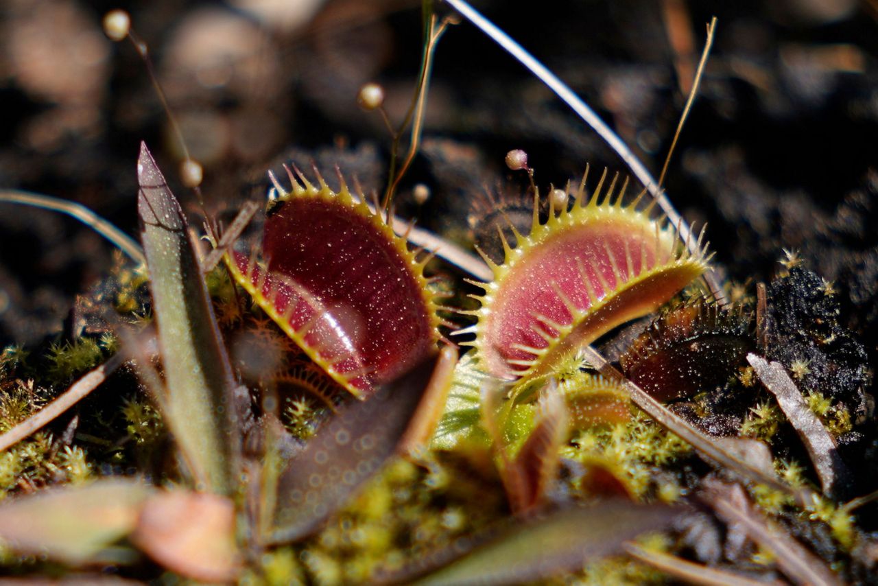 Insect-eating Venus flytraps thrive in the Carolinas as hikers peek ...