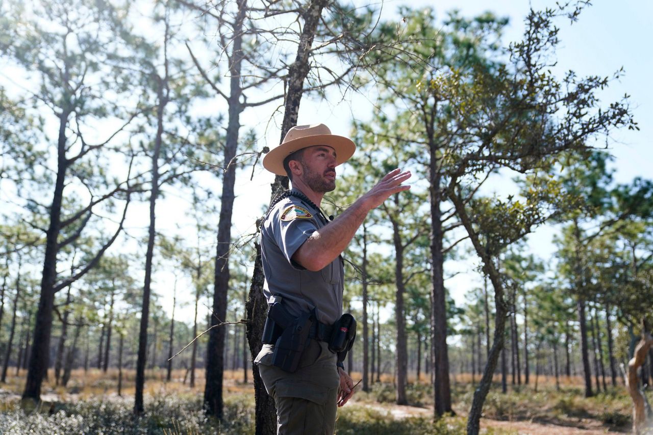 Insect-eating Venus flytraps thrive in the Carolinas as hikers peek ...