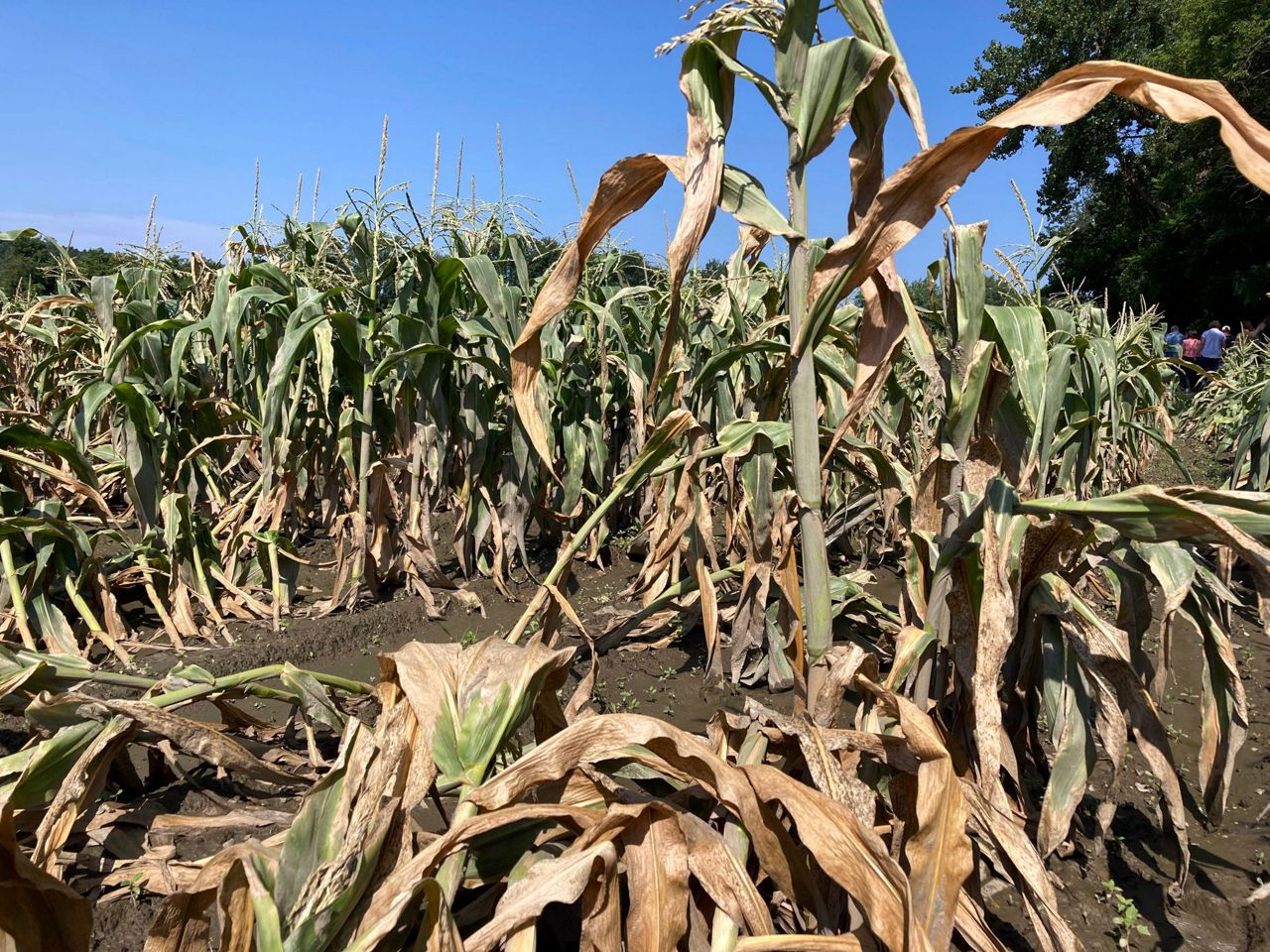 Vermont farmers are urged to document crop losses from flooding