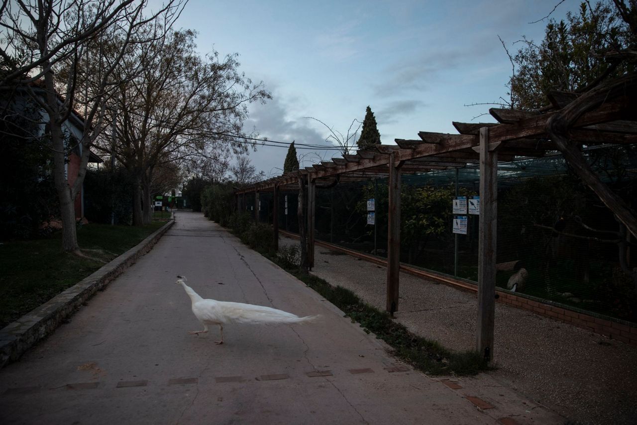 No income, 2,000 mouths to feed: Lockdown squeezes Greek zoo
