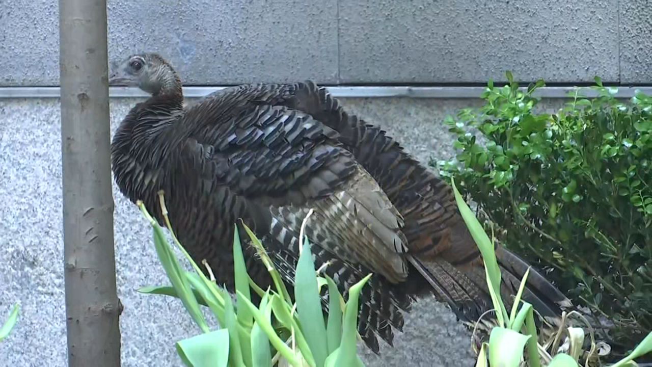 Lone wild turkey wanders into Midtown Manhattan