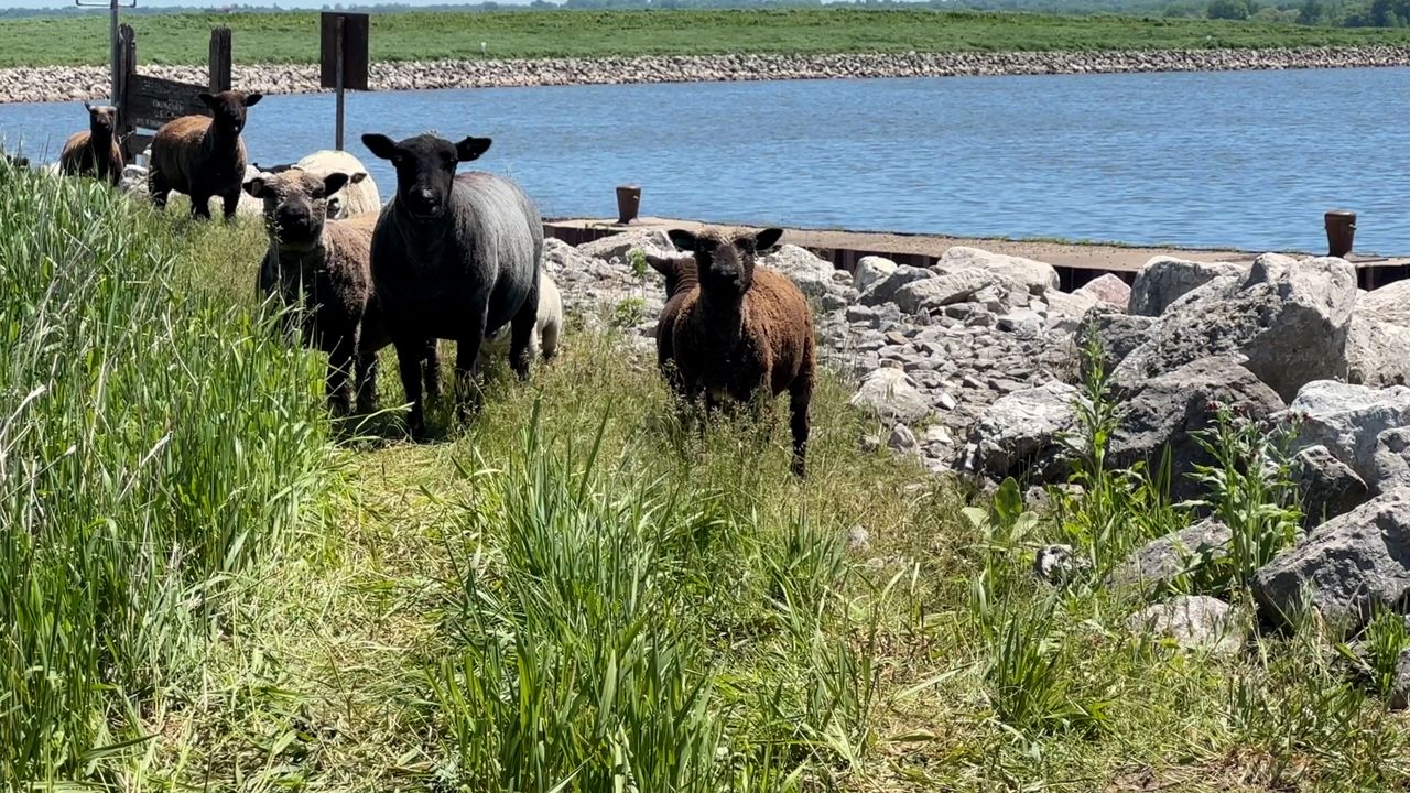 Wooly Green Grazers help landscape Renard Island