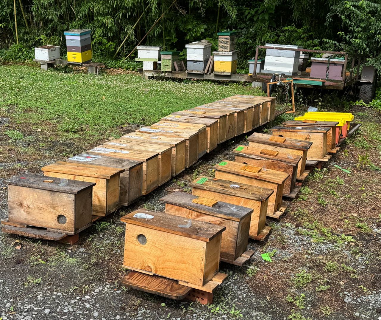 Western North Carolina bee relief