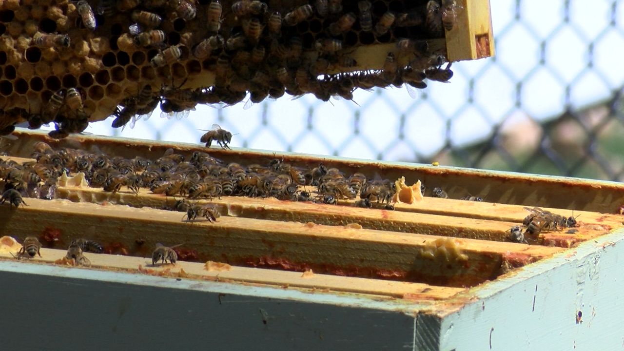 How a local beekeeper’s hobby turned into a greater mission