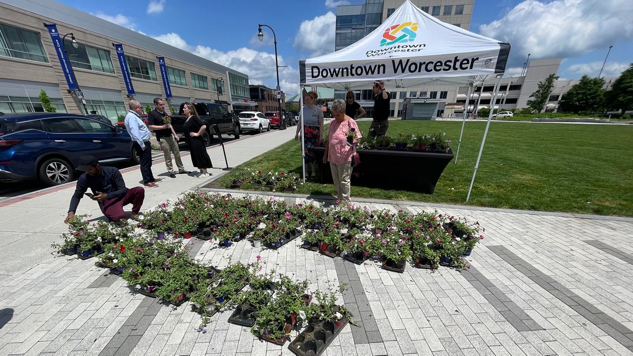 Downtown Worcester BID hands out 500 free potted flowers