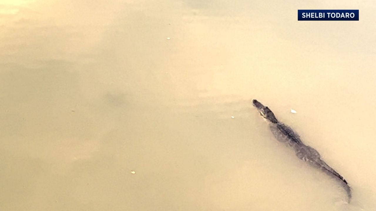 Waco alligator creating plenty of ecological conversation