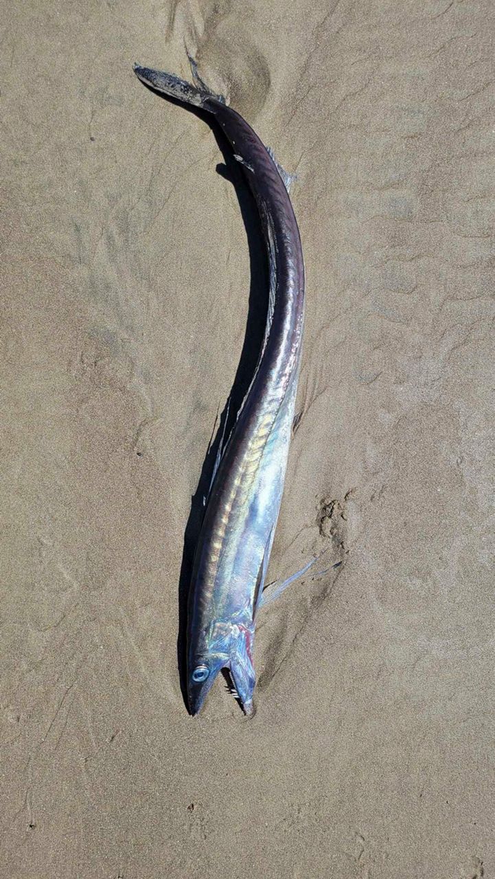 'Freaky-looking' fanged fishes found on Oregon beaches