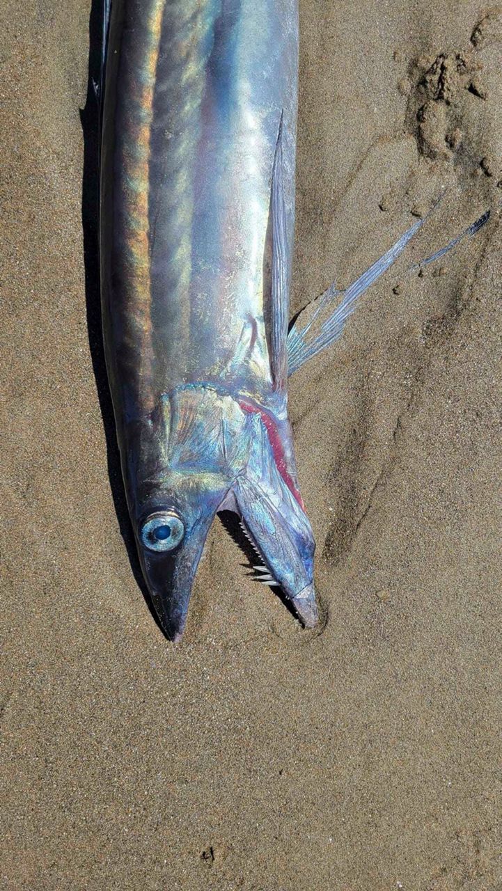 'Freaky-looking' fanged fishes found on Oregon beaches