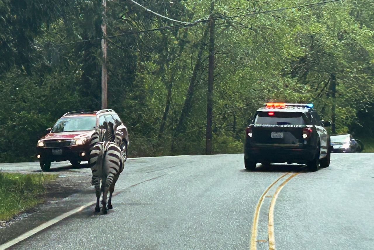Escaped zebra captured near Seattle after gallivanting around Cascade ...
