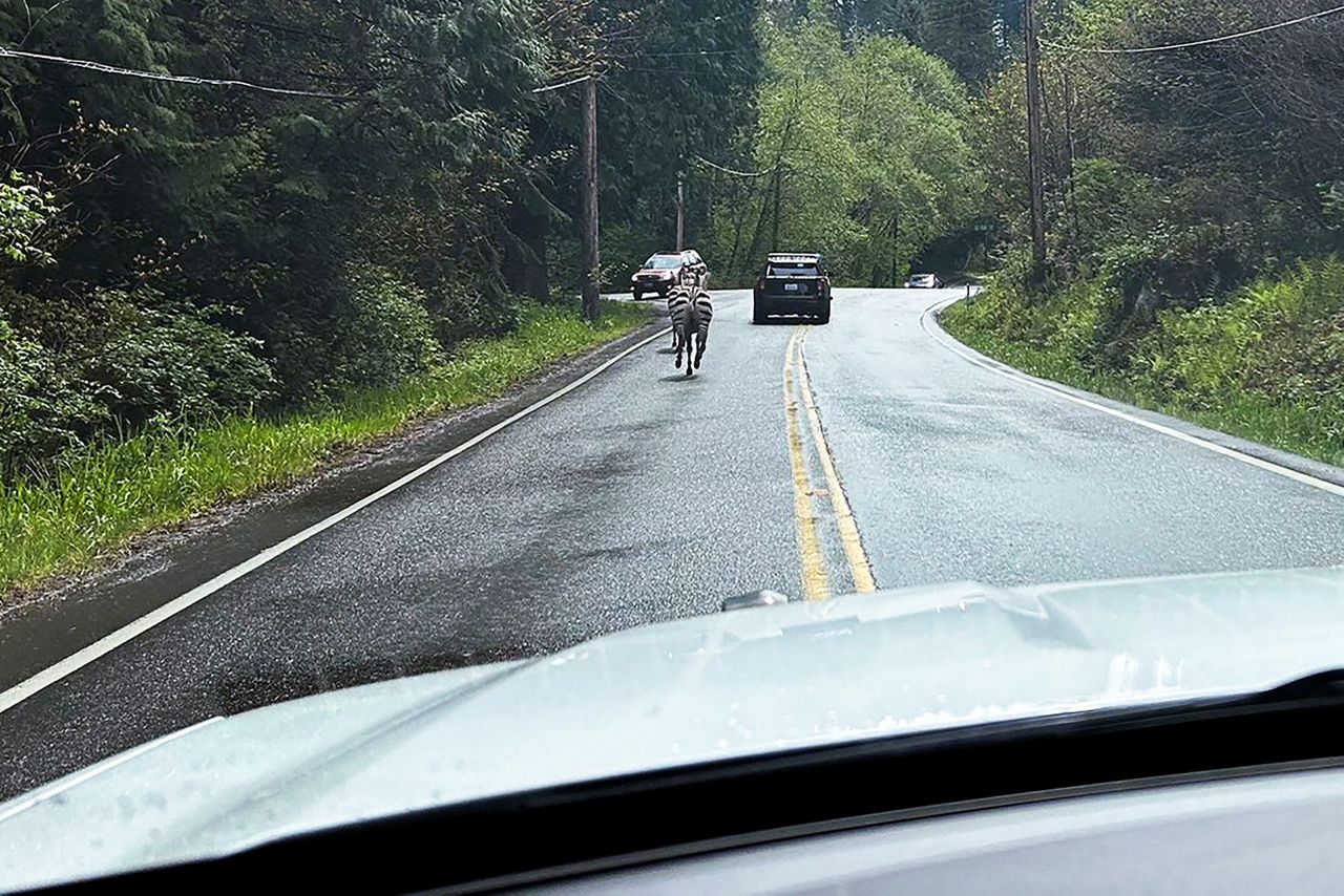 Zebra remains on the loose in Washington state as officials close ...