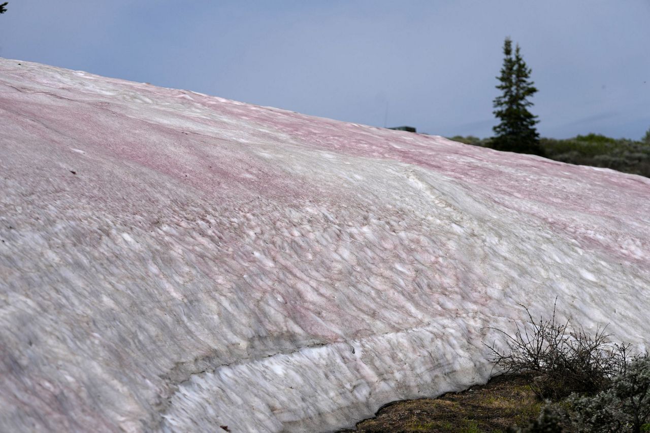 'Watermelon snow' piques curiosities in Utah after abnormally wet winter