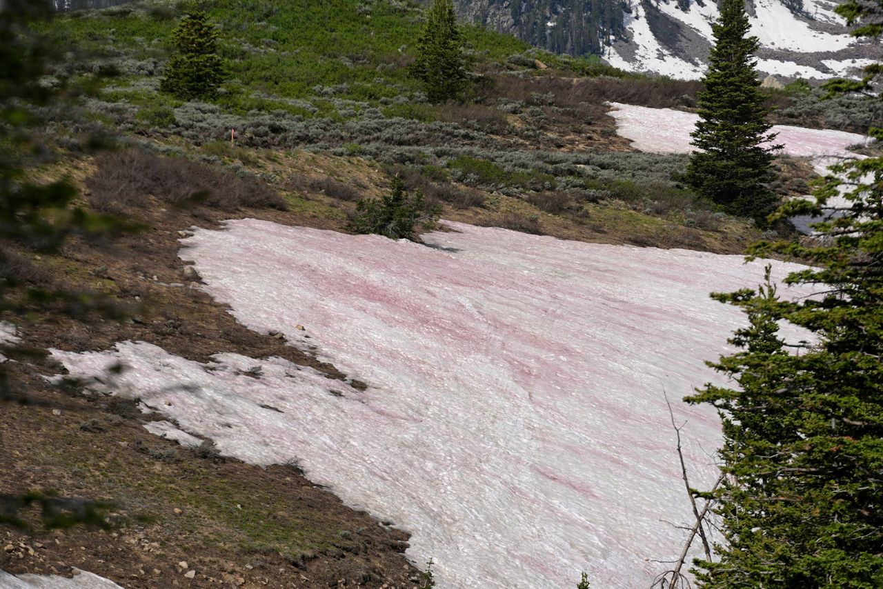 'Watermelon snow' piques curiosities in Utah after abnormally wet winter