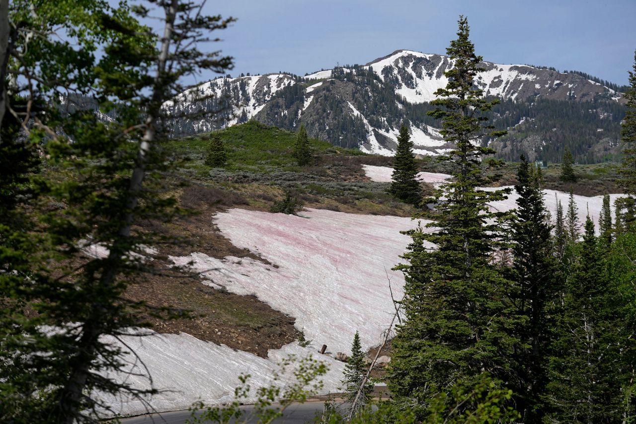 'Watermelon snow' piques curiosities in Utah after abnormally wet winter