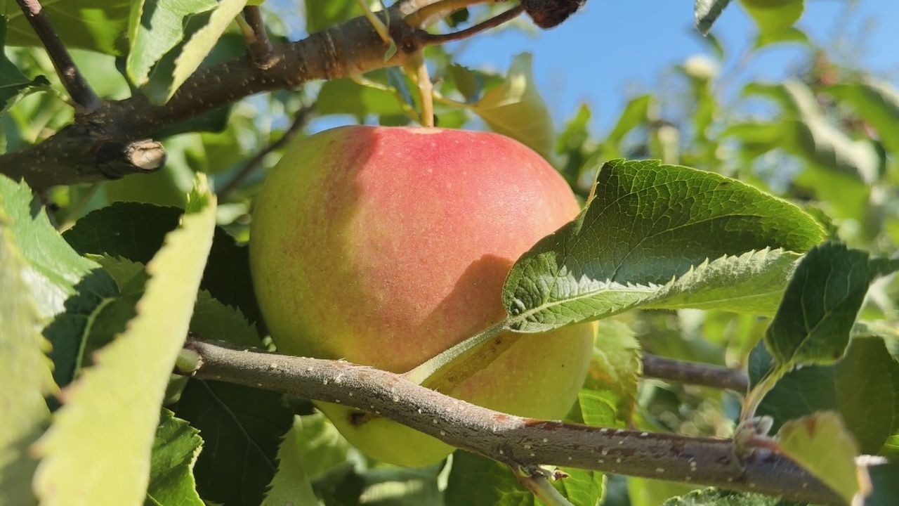 Wayne County Apple Tasting Tour