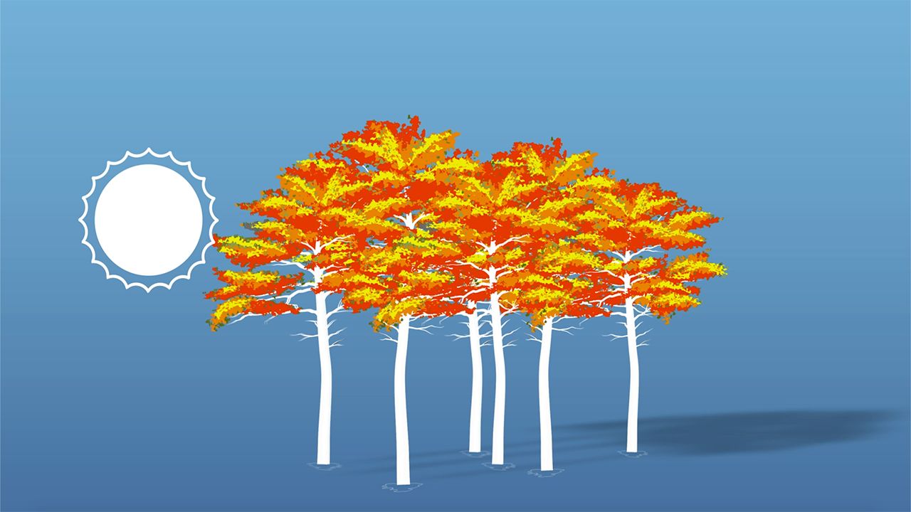 Weather Explained: Why Do Leaves Change Color - TrendRadars