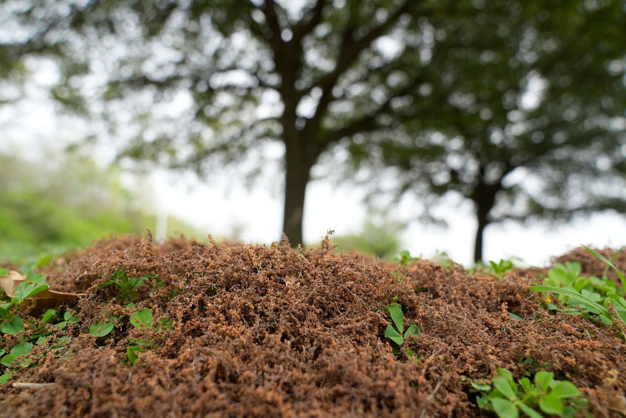 Allergies can make you miserable. Here's how to track pollen levels ...