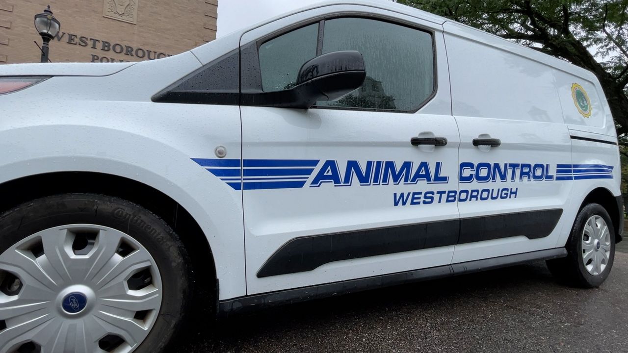 Animal control officer saves seagulls soaked in cooking oil