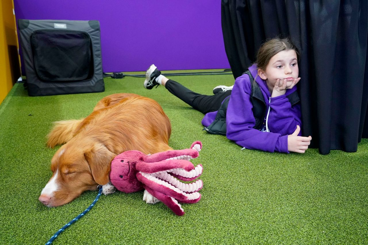 Tennis, or terriers? US Open's home hosts famed dog show